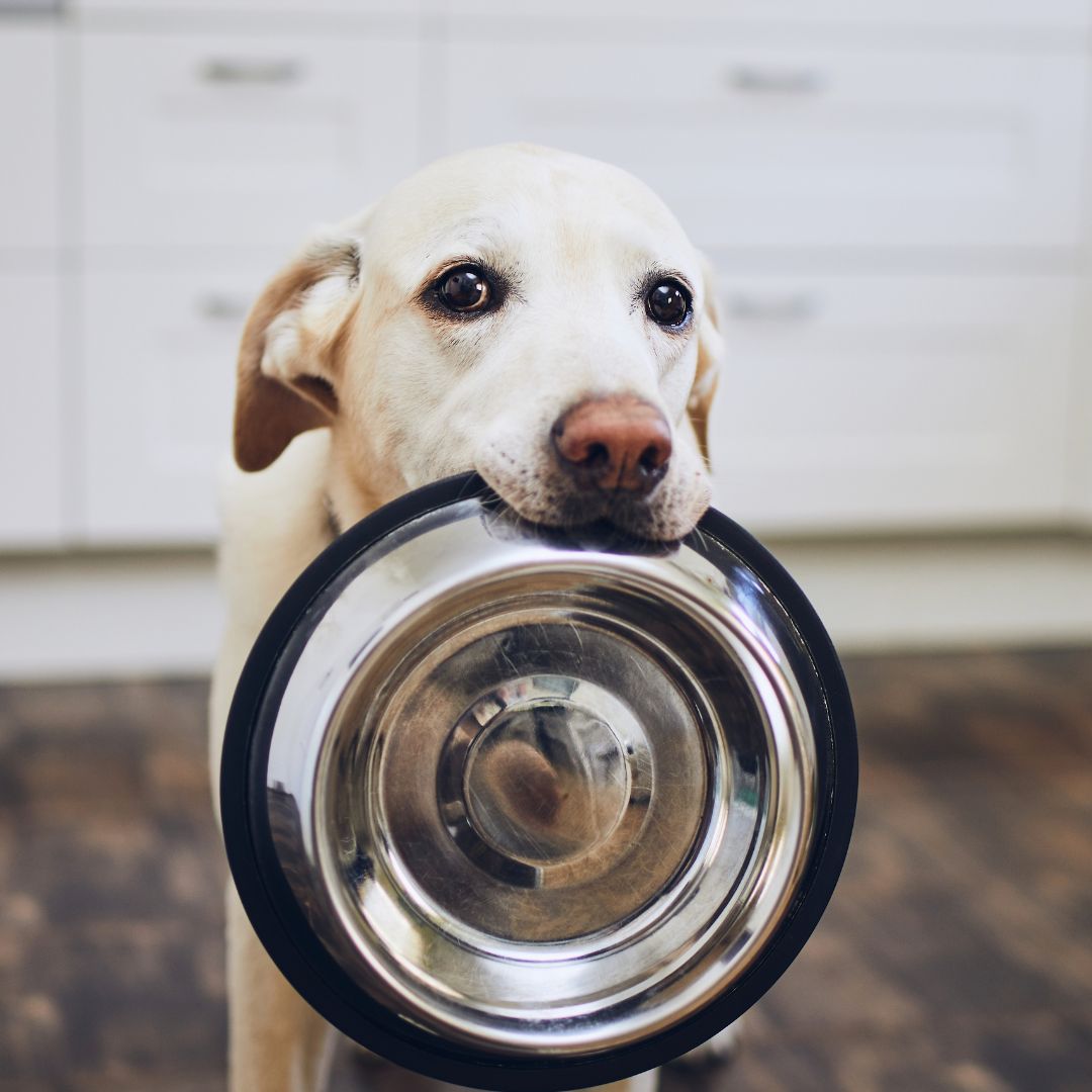 Pet Food – Northwoods Wholesale Outlet